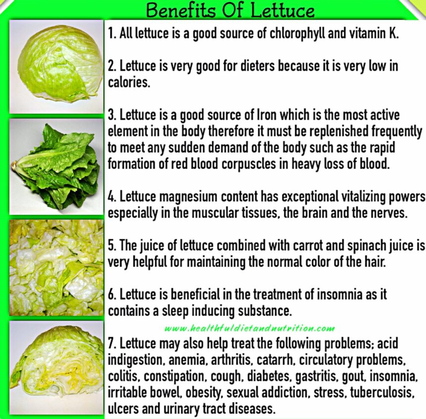 7 12 Lettuce Healthful Diet Nutrition 7 12 Lettuce Healthful Diet Nutrition